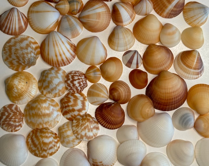 Sunbursts, Chevron's, Oranges & White Bittersweet Clams, 24 Clam Shells ...