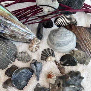 18 Naturally Black & Gray Florida Shells-lightly Polished, Dark Shells ...
