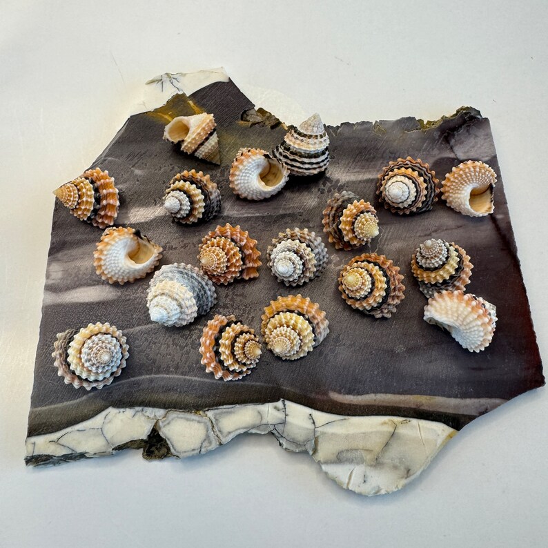 15 Pretty Cream Top Shells, 1/2, Vibrant Peach, Black, Brown & Cream ...
