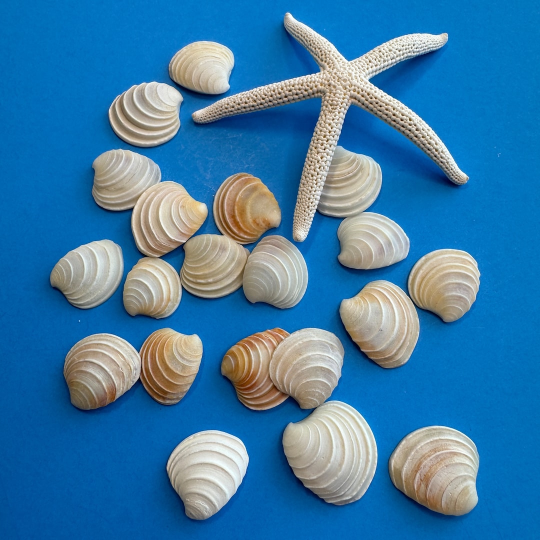 Wedding Clam Shells, Venus Wedding Clams Have Attractive Concentric ...