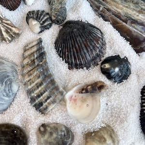 18 Naturally Black & Gray Florida Shells-lightly Polished, Dark Shells ...