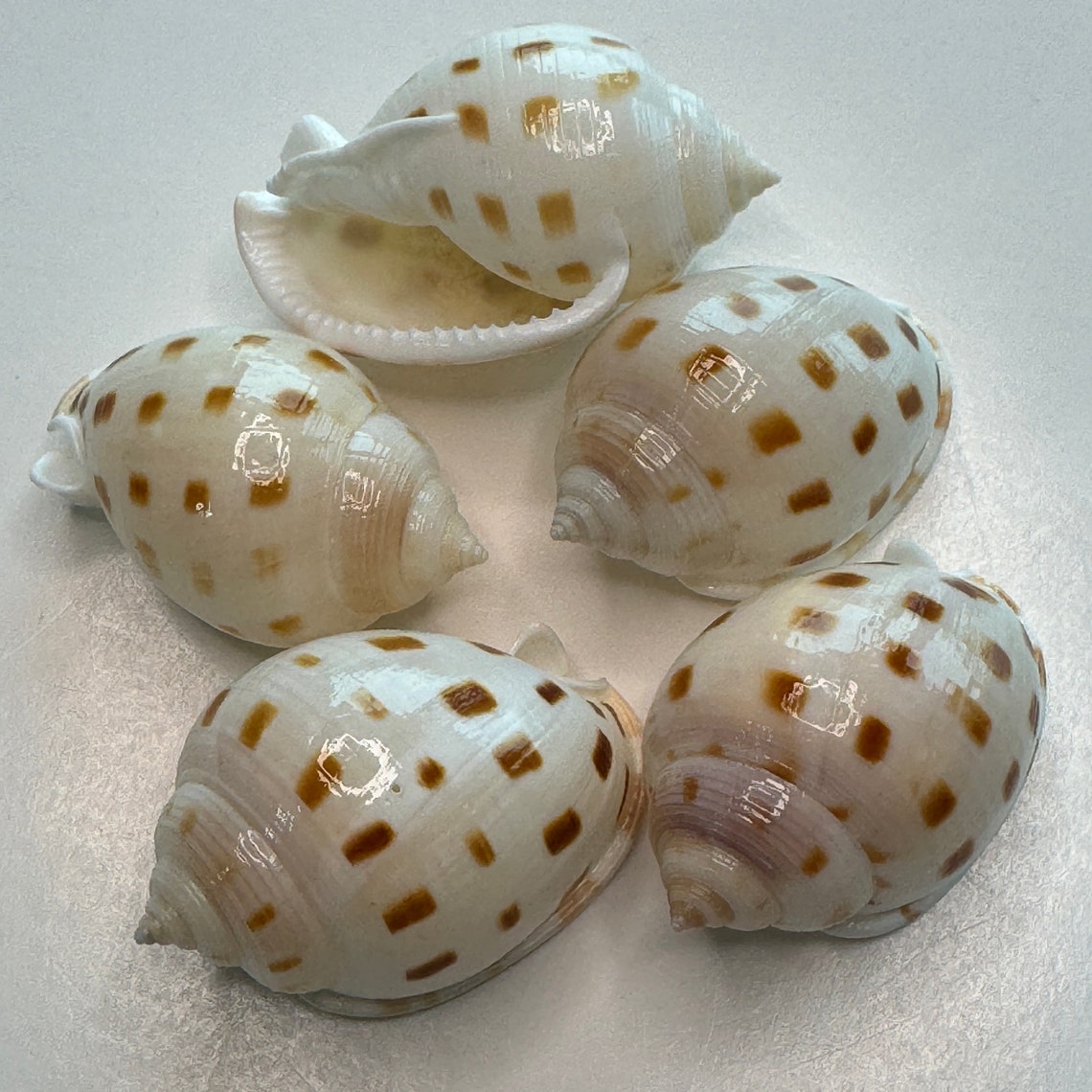 Cassis Pila Bonnet Shells, Scotch Bonnets, 5 Shells, Orange-chestnut ...