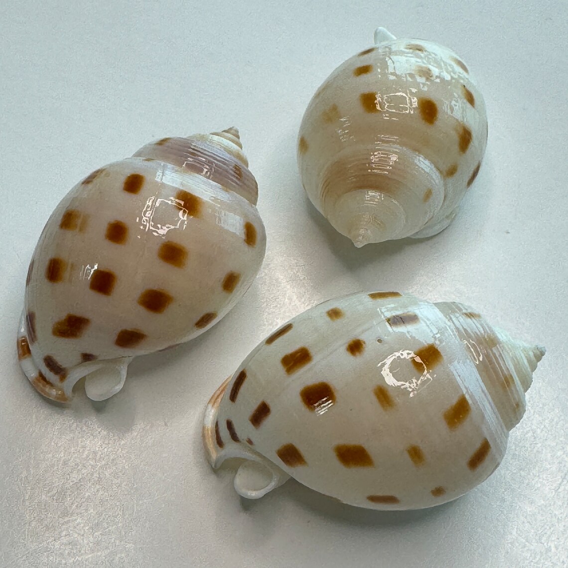 Cassis Pila Bonnet Shells, Scotch Bonnets, 5 Shells, Orange-chestnut ...