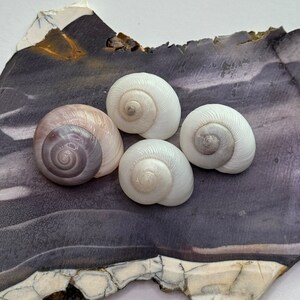 Purple Sea Snails, 4 Sea Snails, Rare Find, Gulf of Mexico Purple Sea ...
