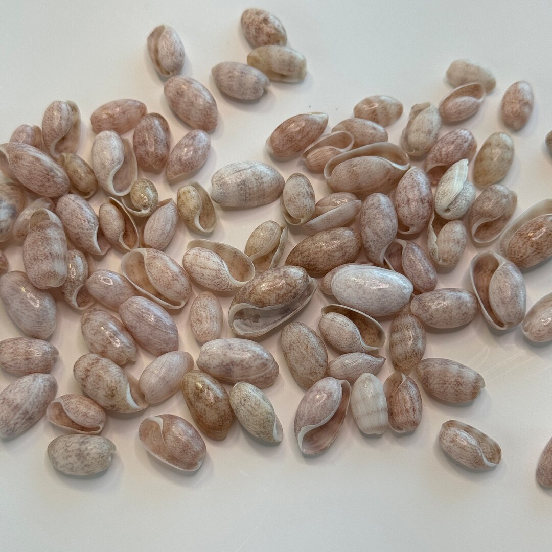 Dainty Bubble Shells, Small Smooth Thin Egg Shaped Shells With Pale ...