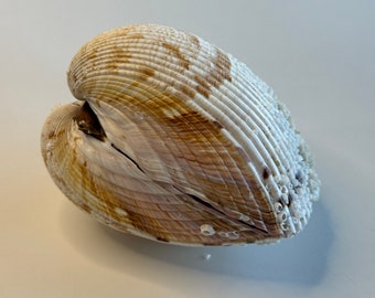 Fossilized and Worn Out Shells with Barnacle Clusters and - Etsy