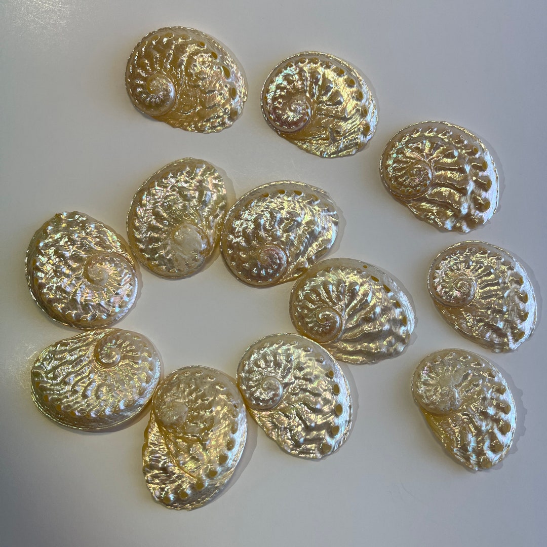 Pearled Abalone Shells, 5 Shells, 2-2.5, Naturally Intricate Shell ...