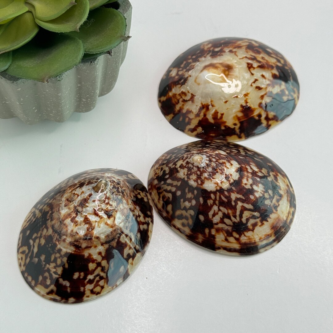 3 Owl Limpets X-large 3, Highly Polished to Enhance Their Spectacular ...
