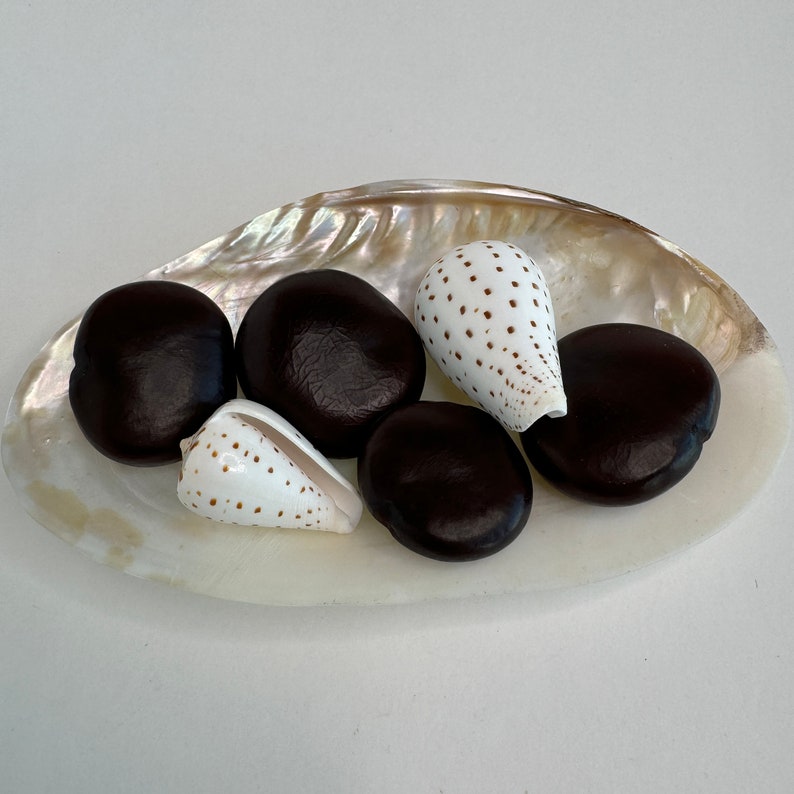 6 Lucky Sea Beans, Beautiful Rich Dark Brown Sea Beans Have a Smooth ...