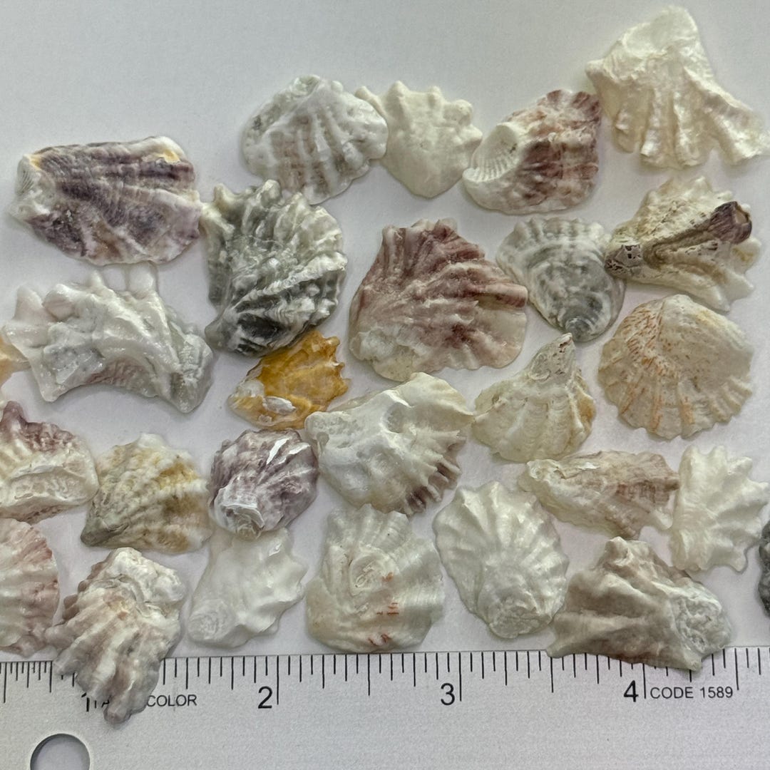 Small Oyster Shells, Variable Colors & Shapes, Small Approx. 3/4-1 1/4 ...
