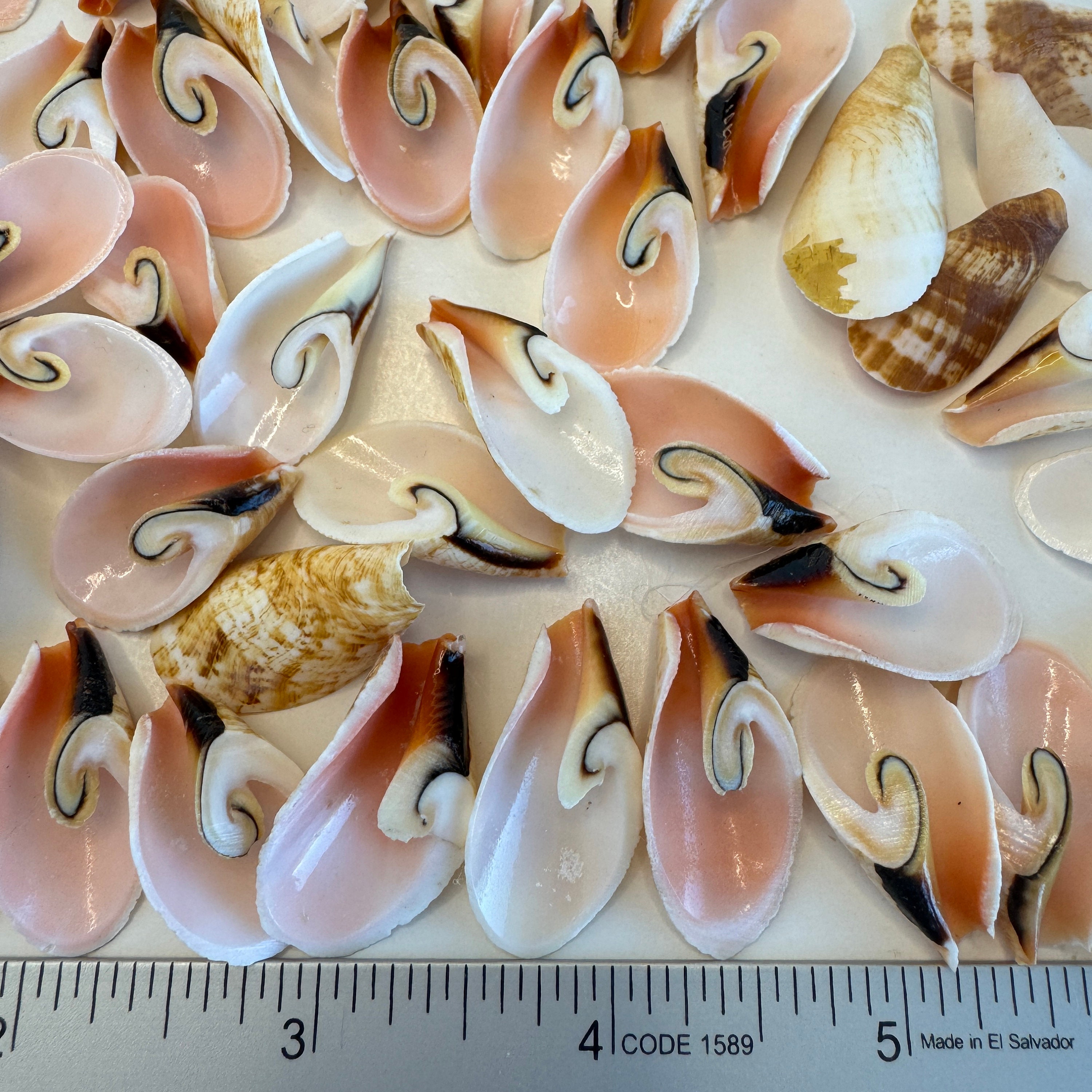 15 Lily Cut Strombus Luhuanus Shells, Approx. 1 1.5, Beautifully Cut ...