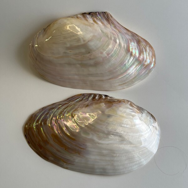 Mussel Shells - Etsy