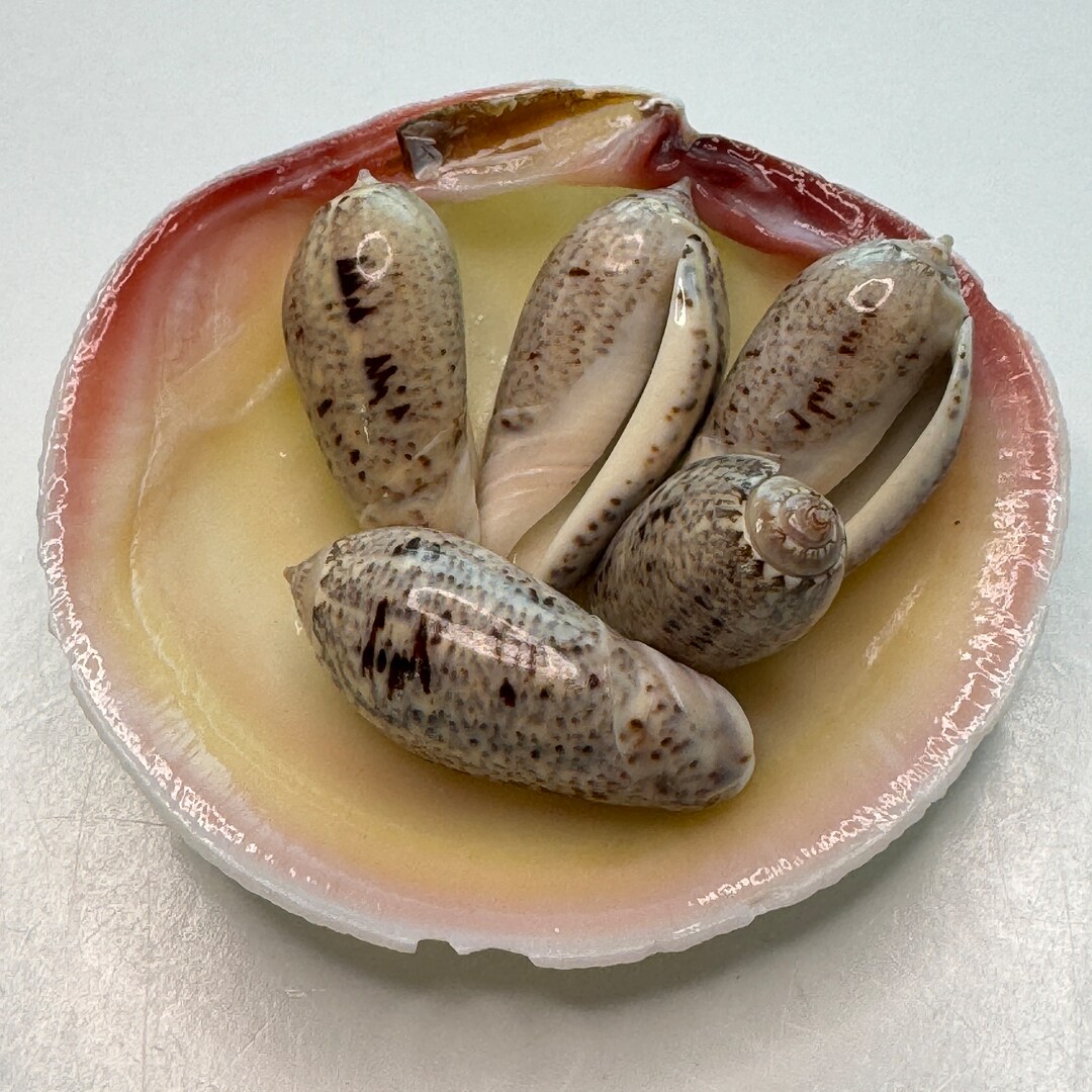 Mexican Olive Shells, Rich in Color With Chocolate Brown Splotches on a ...