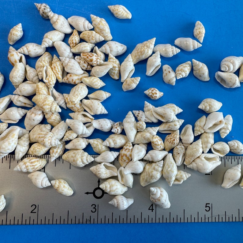 Speckled White Dove Snails, Light Chestnut Brown Markings, Max Size is ...