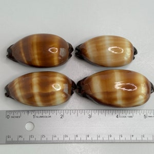 Attractive Mole Cowries Have Bands of Golden Tans and Browns on Glossy ...