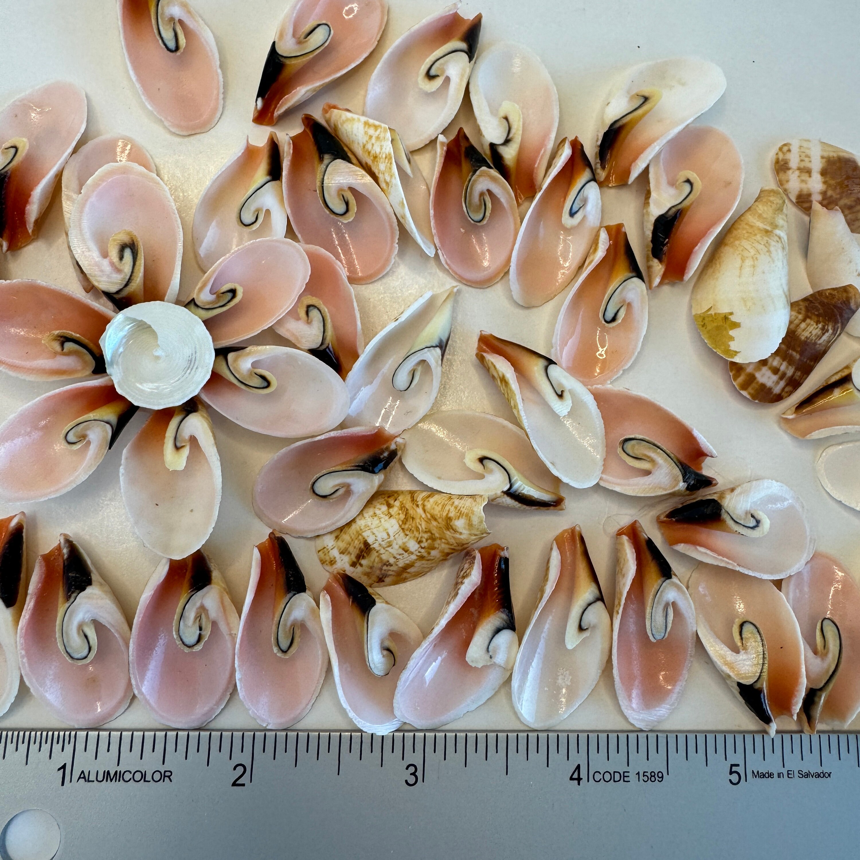 15 Lily Cut Strombus Luhuanus Shells, Approx. 1 1.5, Beautifully Cut ...