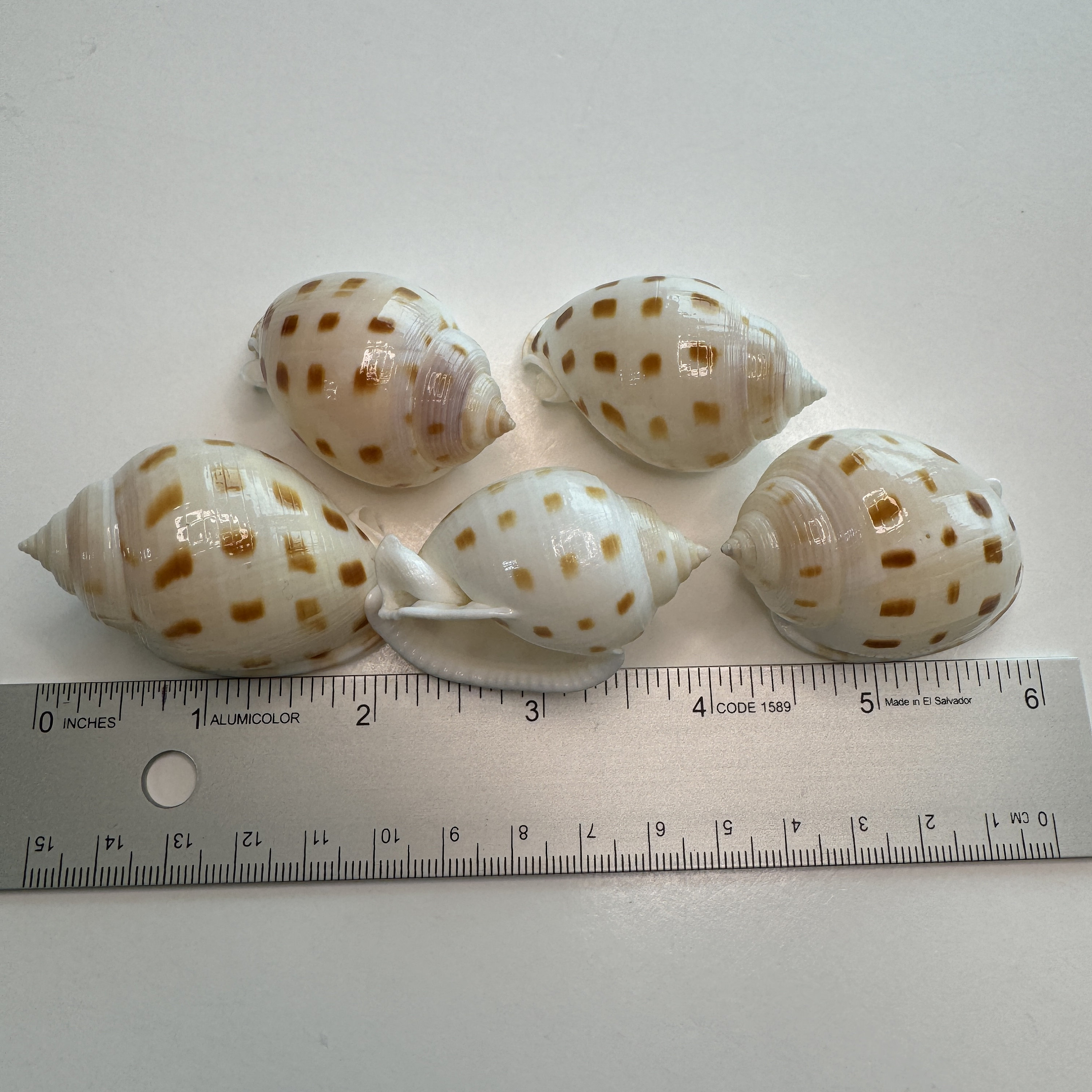 Cassis Pila Bonnet Shells, Scotch Bonnets, 5 Shells, Orange-chestnut ...