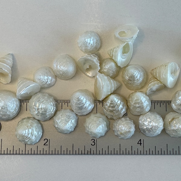 Trochus Shell - Etsy