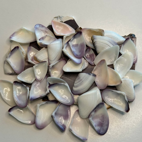 Craft Shells - Etsy