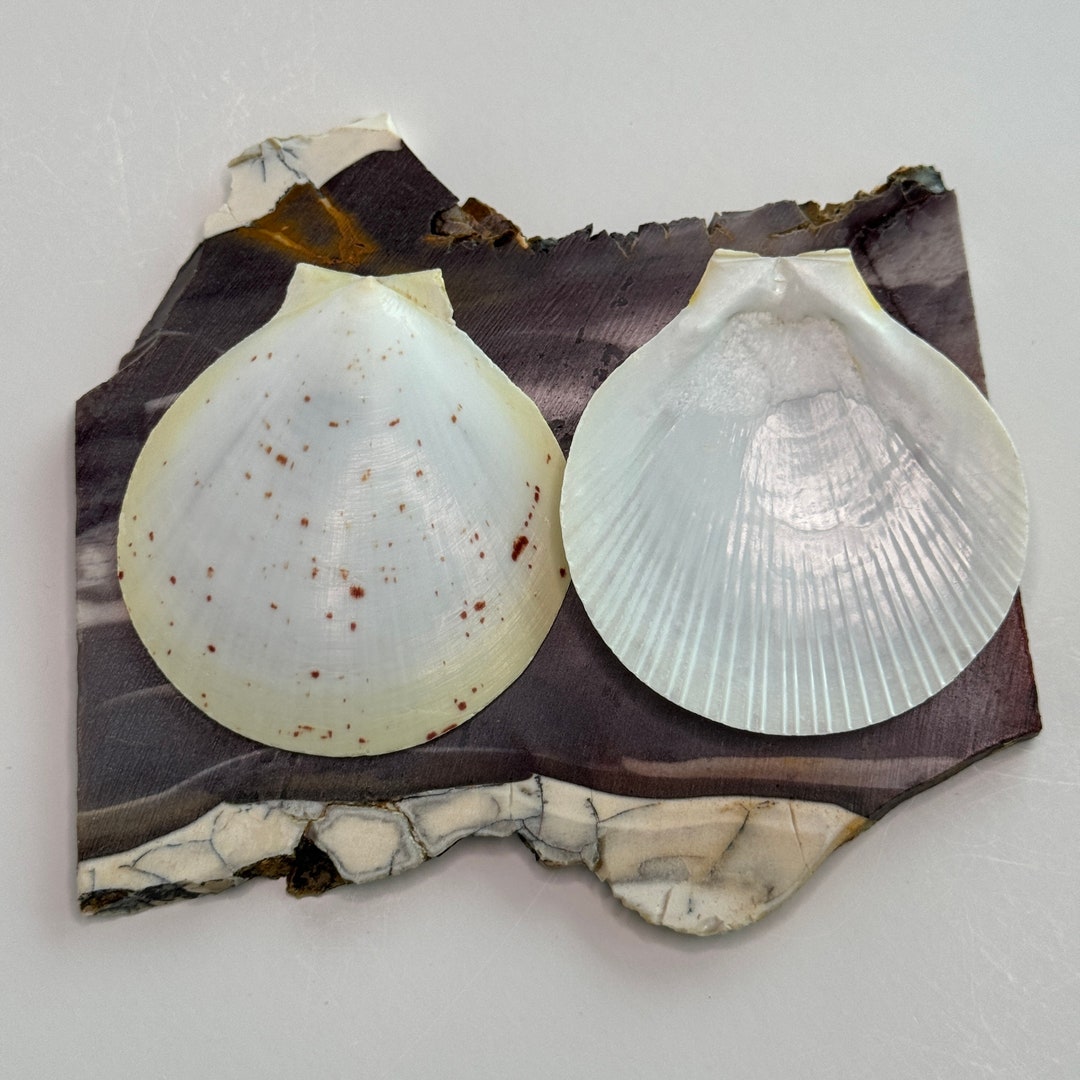 Yellow Sun & Moon Shells, Crafting Shells, Yellow Scallop Seashells ...