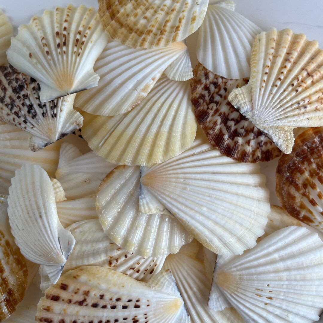 Lovely Scallop Shells, Pretty Ivory-gold Colored Elongated Scallop ...