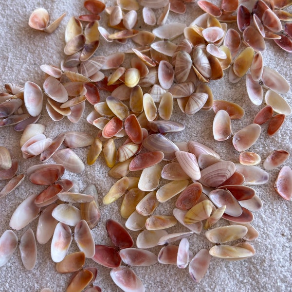 Tiny White Shells - Etsy