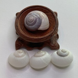 Purple Sea Snails, 4 Sea Snails, Rare Find, Gulf of Mexico Purple Sea ...