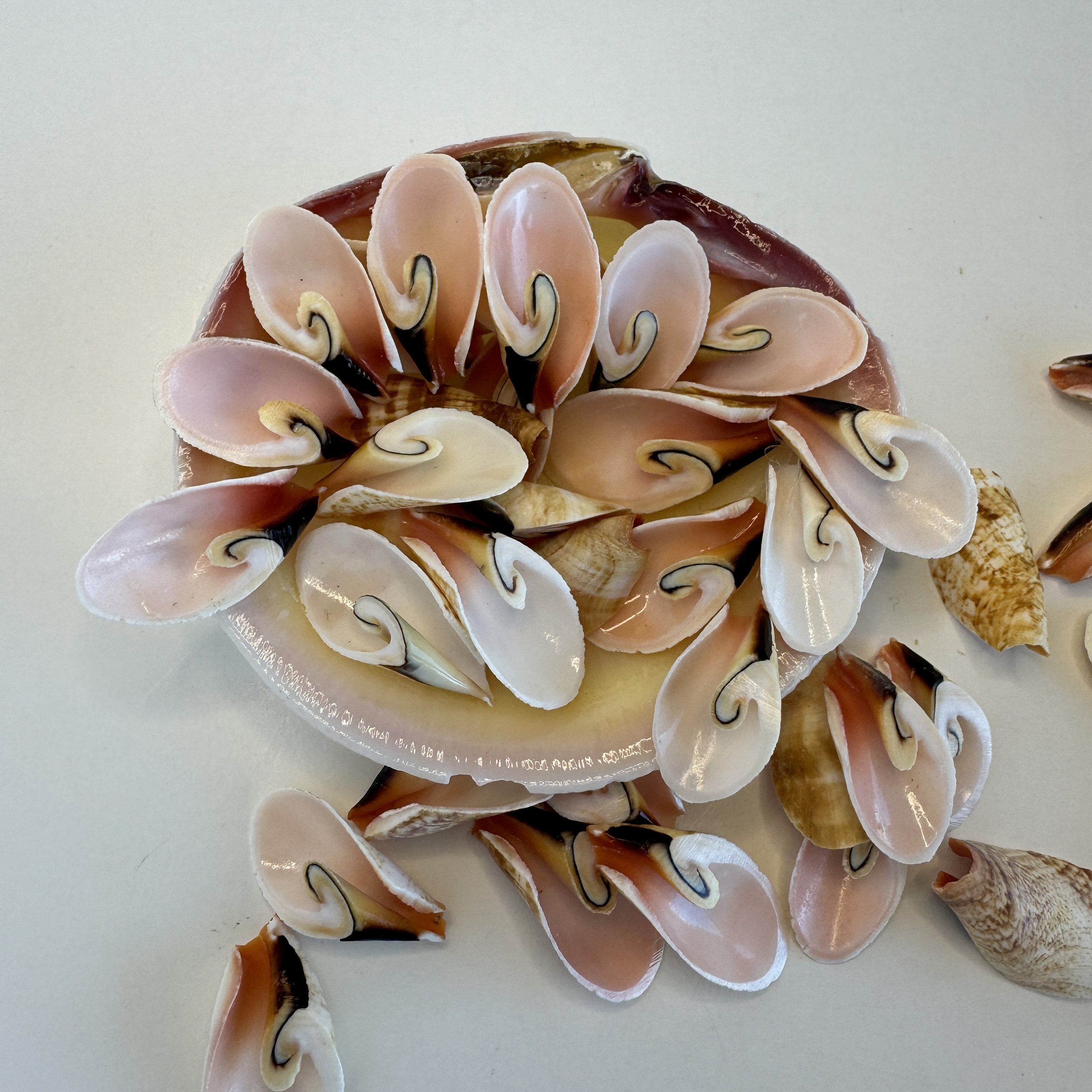 15 Lily Cut Strombus Luhuanus Shells, Approx. 1 1.5, Beautifully Cut ...