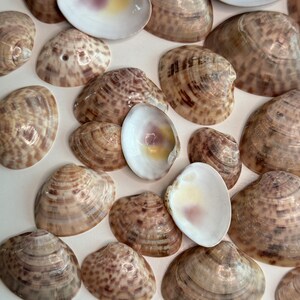 Calico Clams, Pretty, Smooth, Creamy Shells With Blurry Brown ...