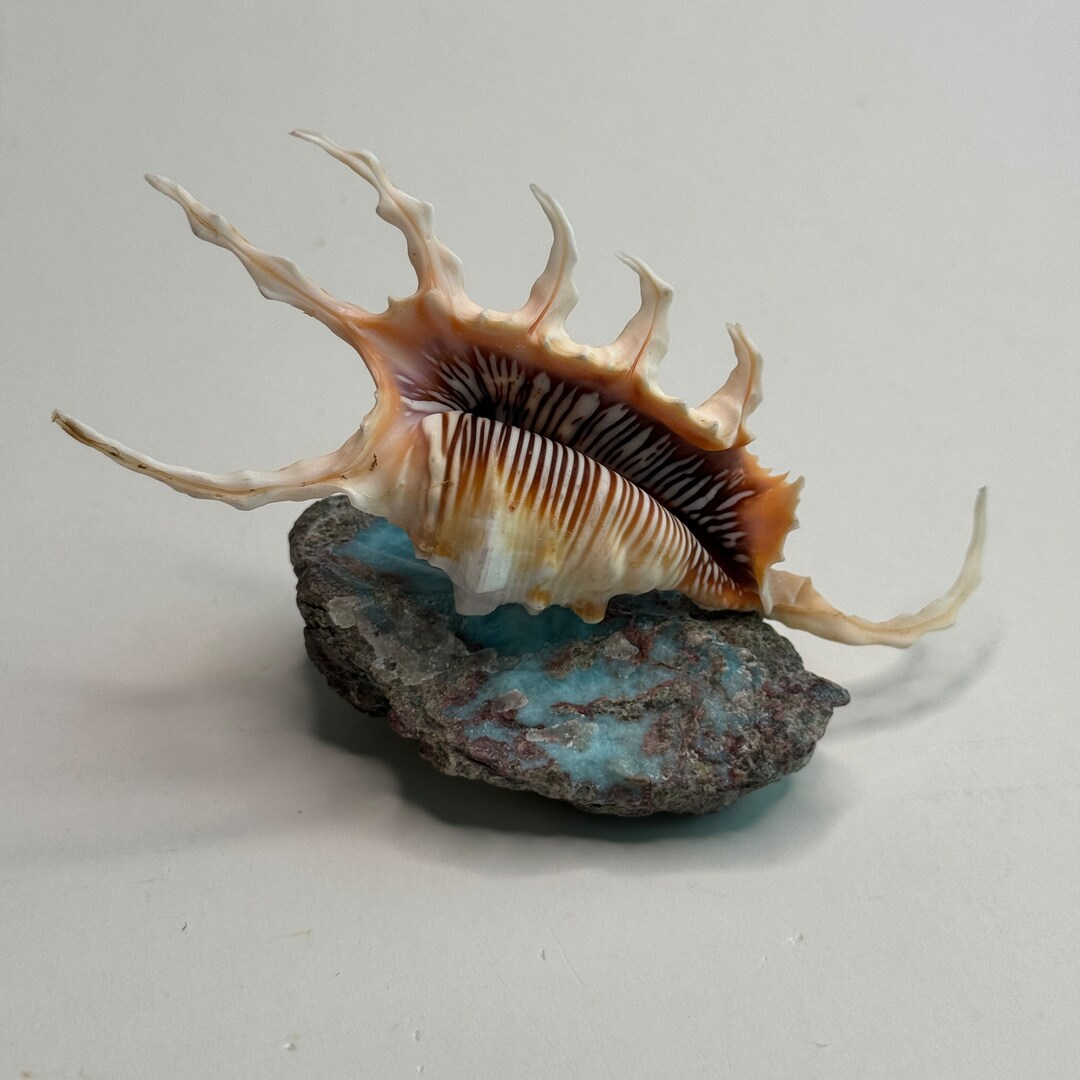 4 Scorpion Lambis, Awesome Shells With Spectacular Markings and ...