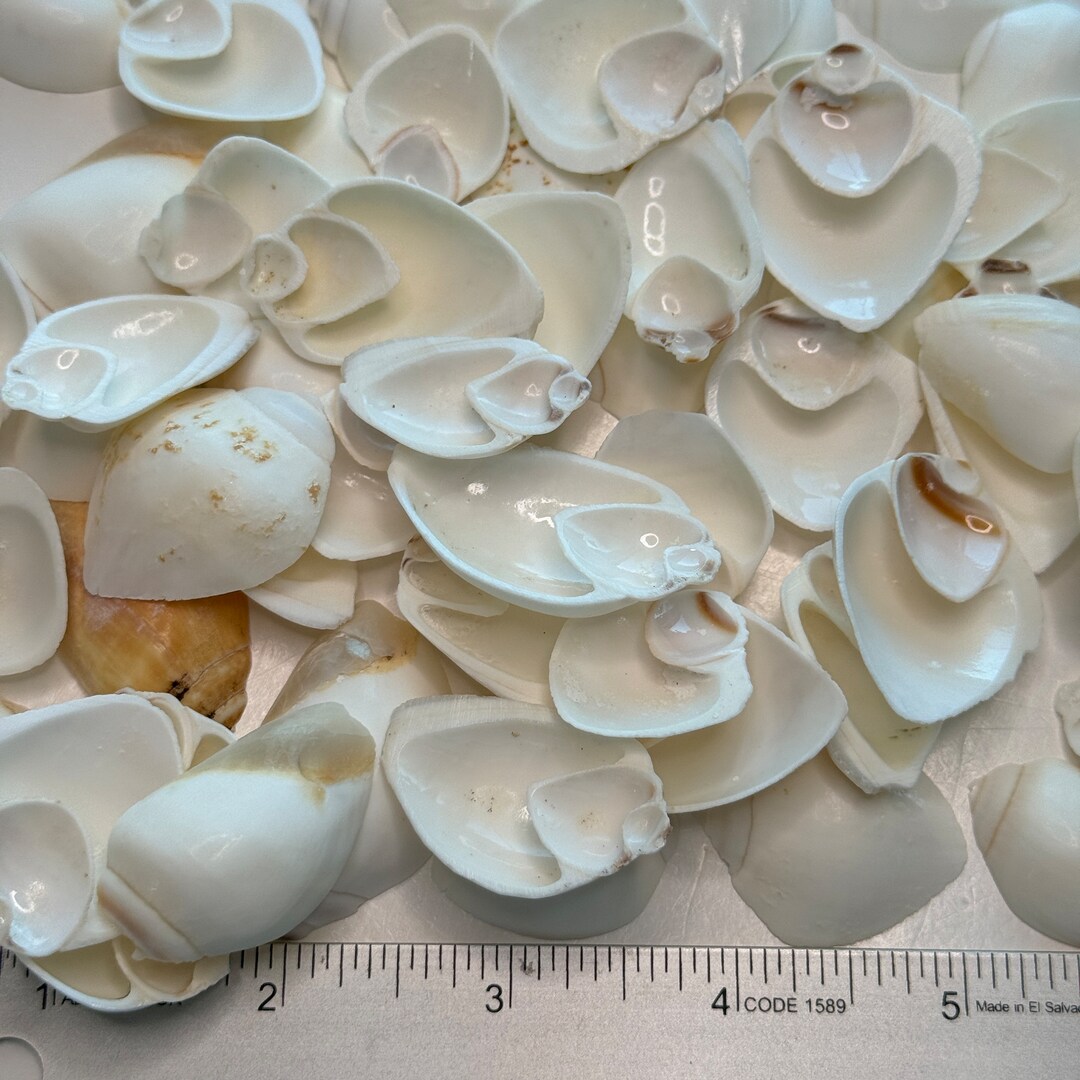 New...white Strombus Canarium Side Cut Shells, A Beautifully Cut White ...