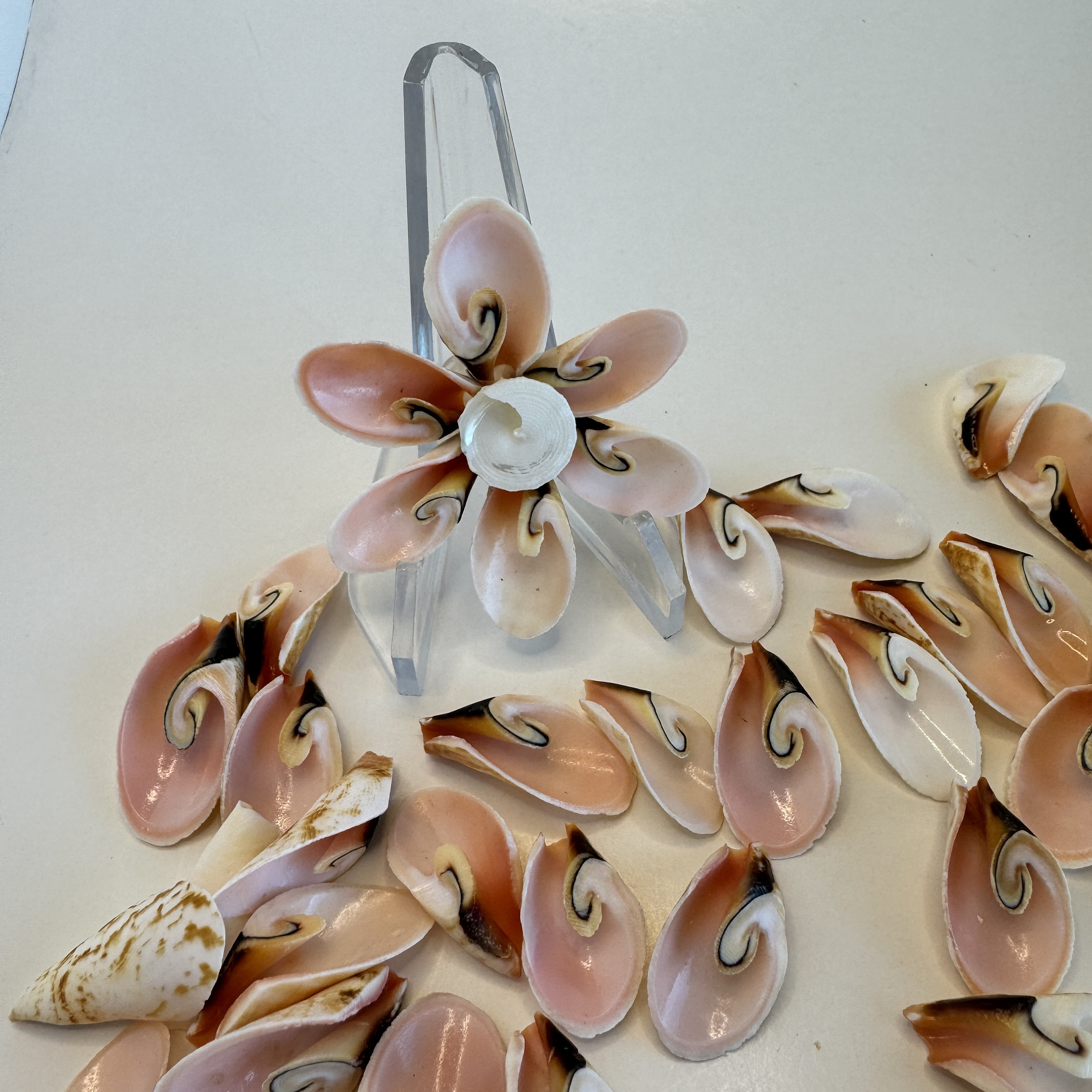 15 Lily Cut Strombus Luhuanus Shells, Approx. 1 1.5, Beautifully Cut ...