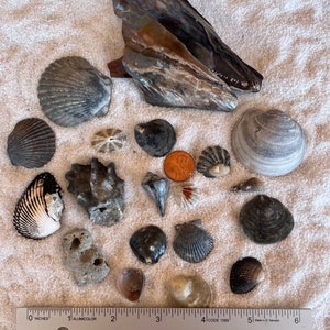 18 Naturally Black & Gray Florida Shells-lightly Polished, Dark Shells ...
