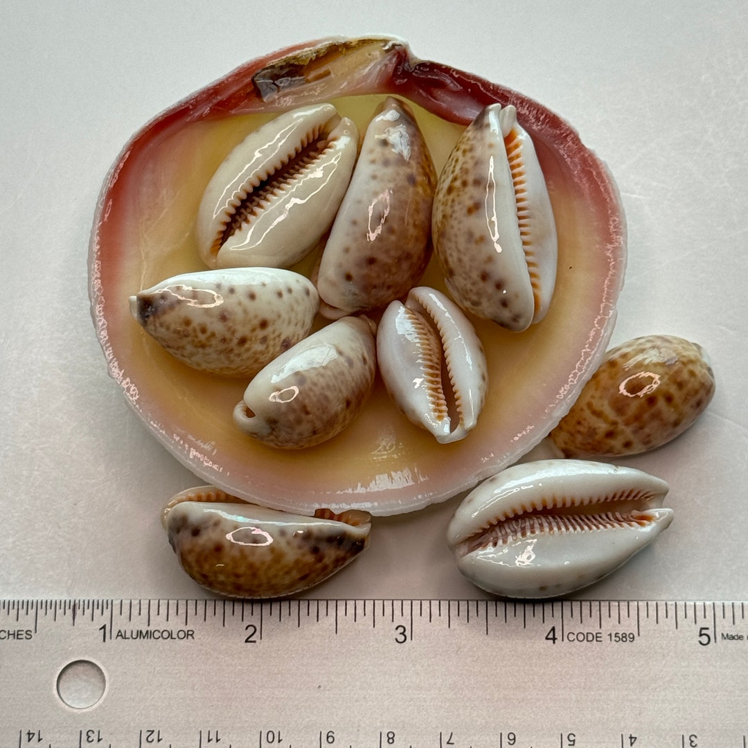 Pretty Spotted Lynx Cowries, Choice-sizes, Creamy Browns, Fuzzy Dark ...