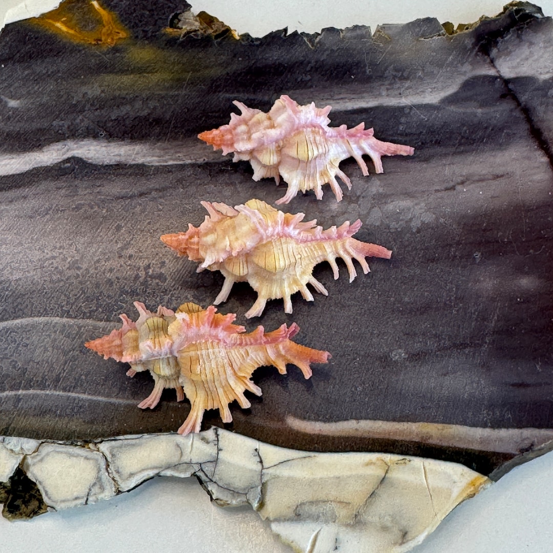 Small Gorgeous Murex Aculeatus Shell With Pinkish/peachy Hues ...