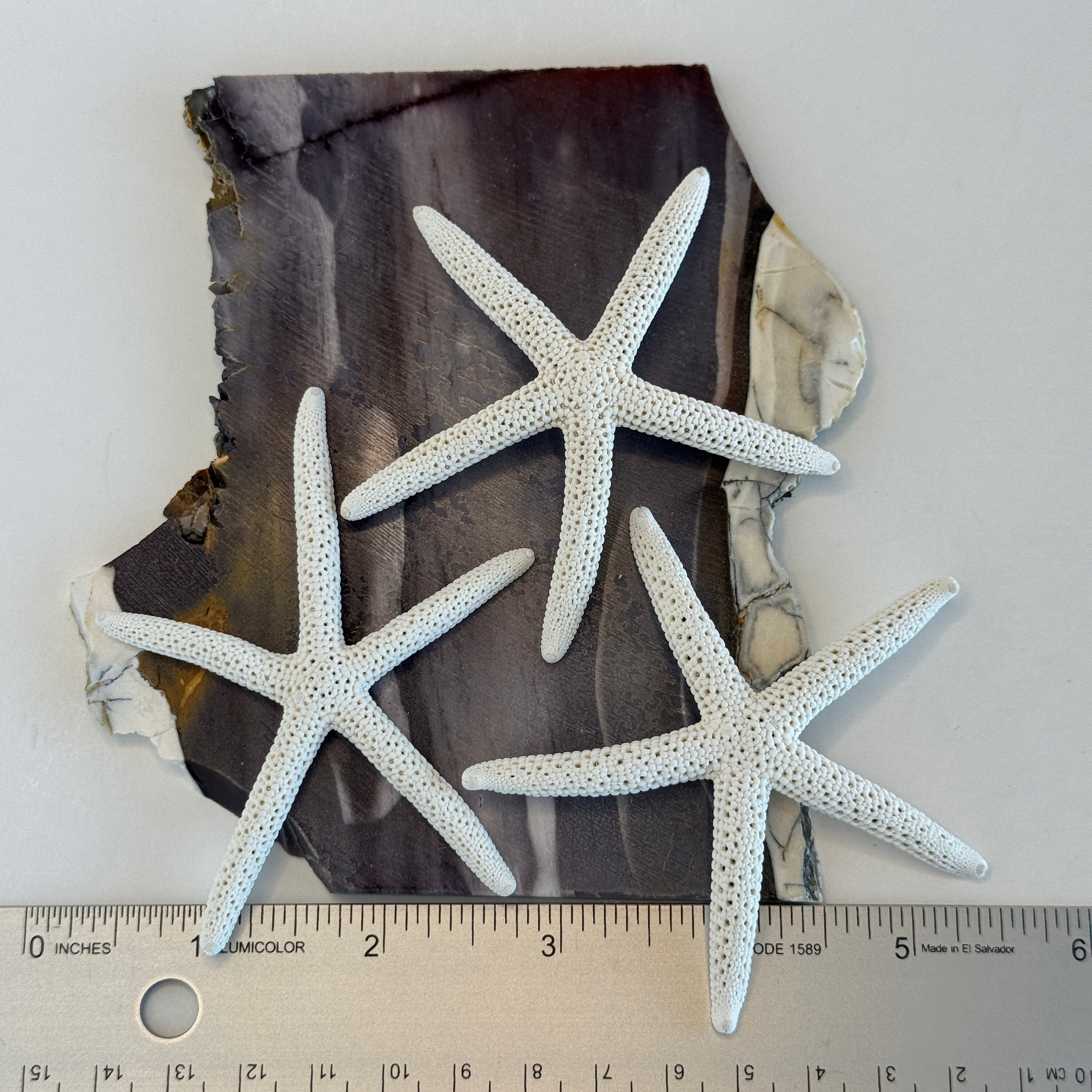 3 Starfish, White Finger Star Fish, 3 - Etsy