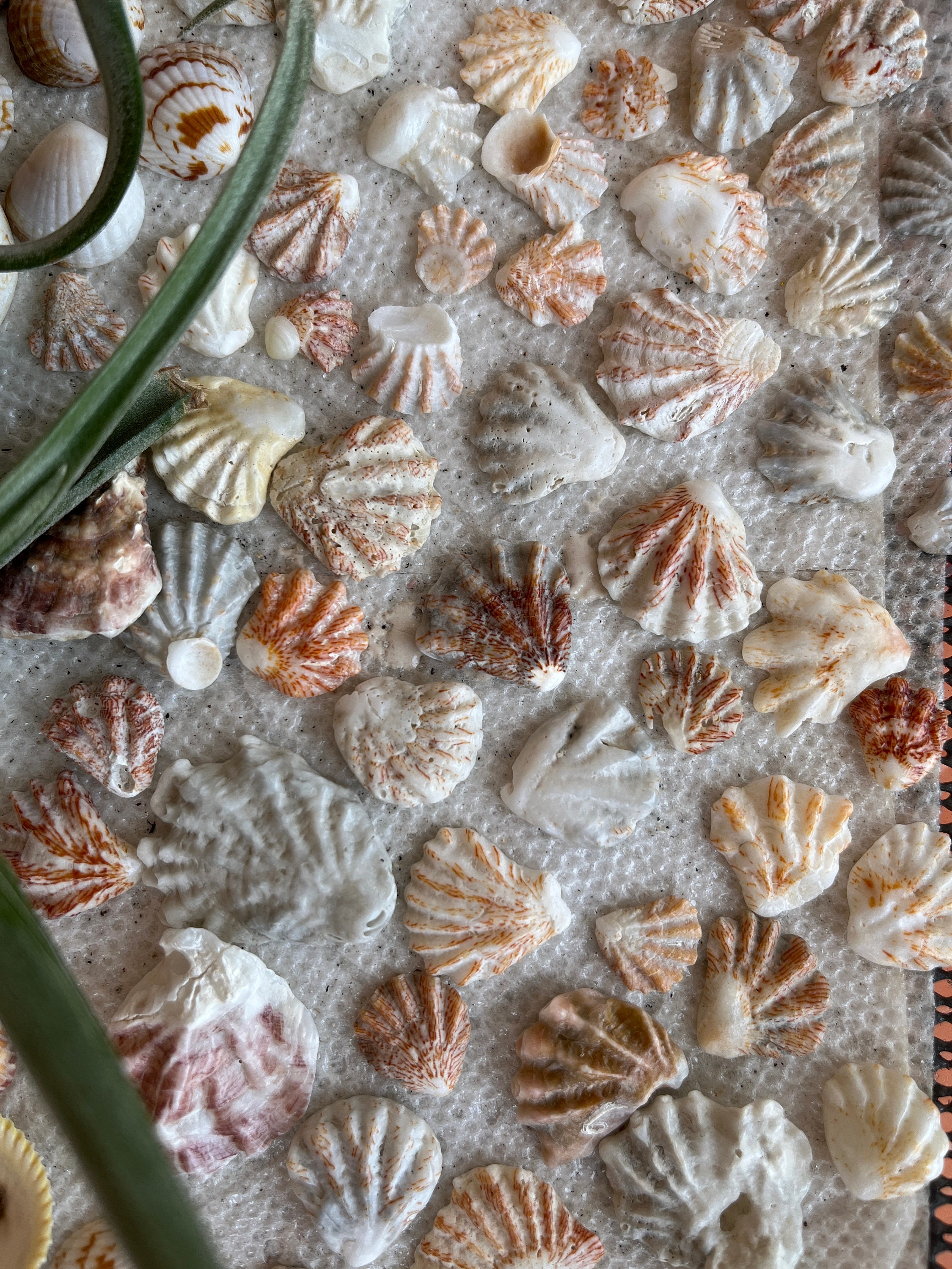 Kitten Paw Shells Sanibel Kitten Paws Cleaned & Lightly - Etsy