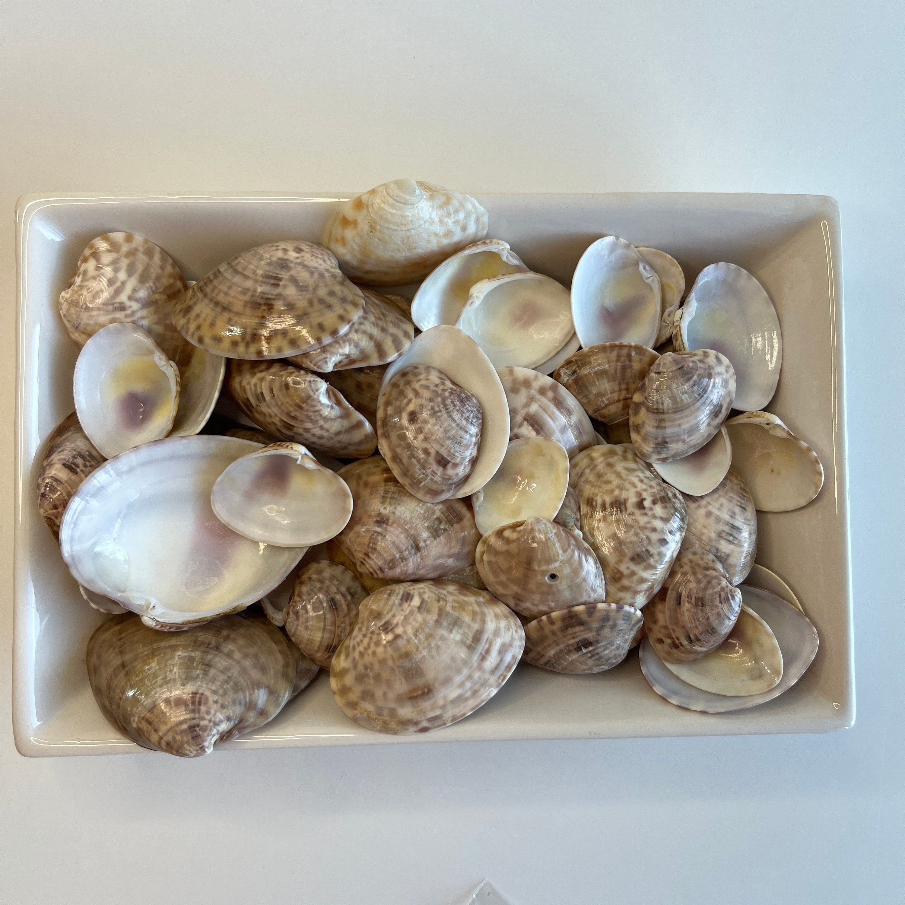 Calico Clams 60 Clam Shells Pretty Smooth Creamy Shells - Etsy