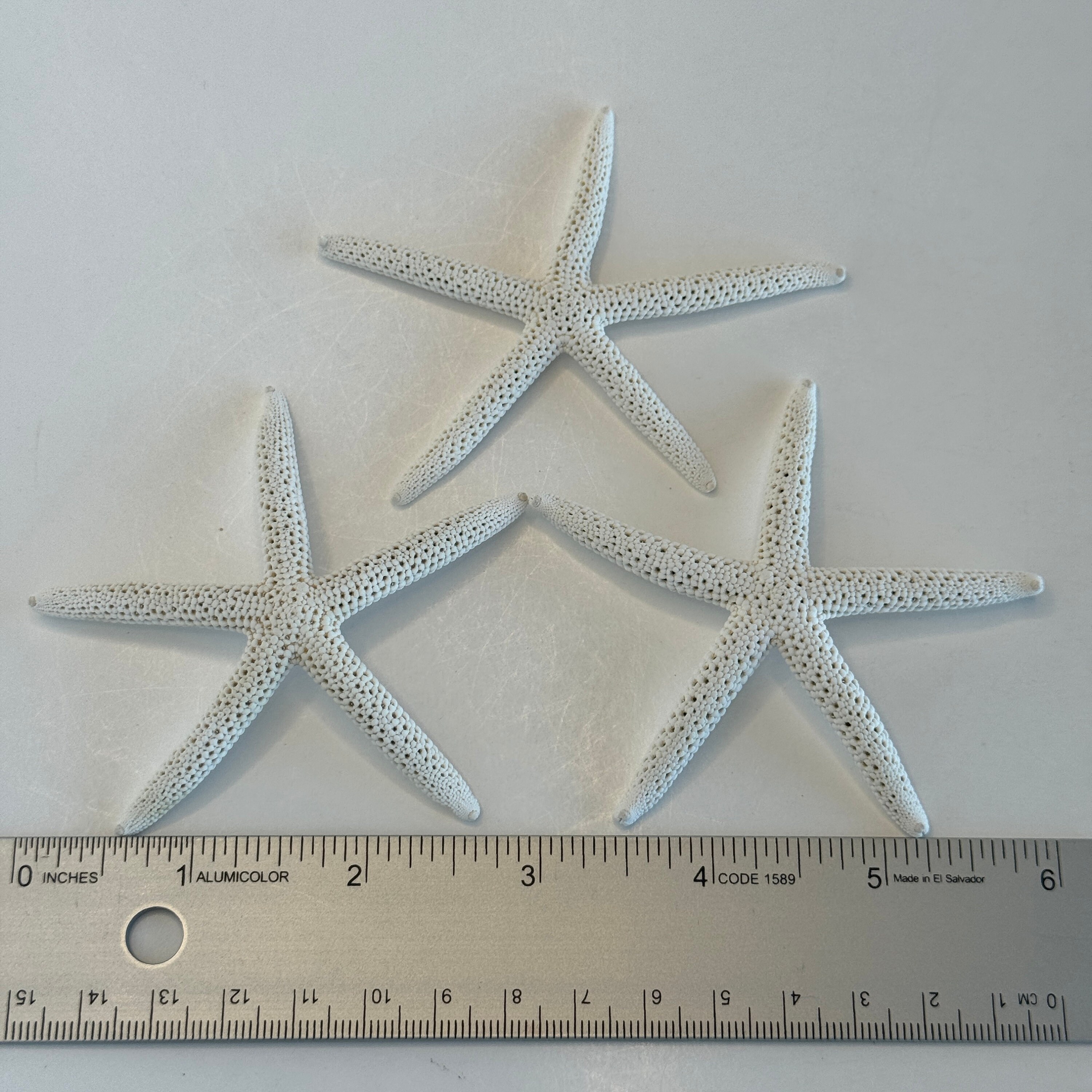 3 Starfish, White Finger Star Fish, 3 - Etsy