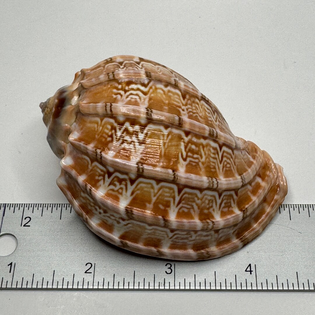 Gorgeous Harp Shell, Harpa Davida, a Smooth Glossy Seashell With ...