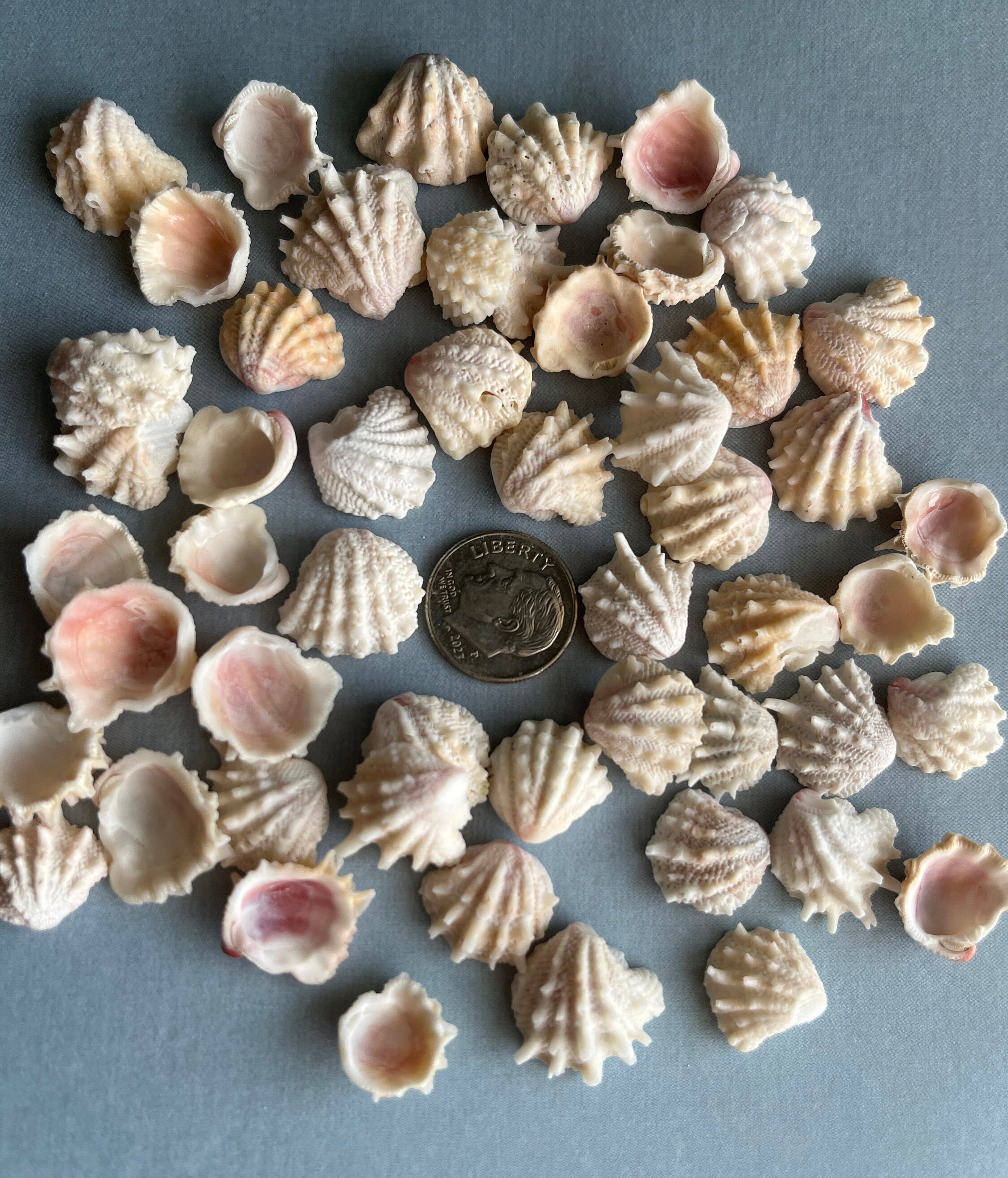 Miniature Florida Spiny Jewelbox Mini Spiny Jewelbox for - Etsy