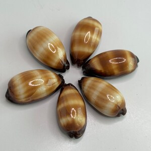 Attractive Mole Cowries Have Bands of Golden Tans and Browns on Glossy ...