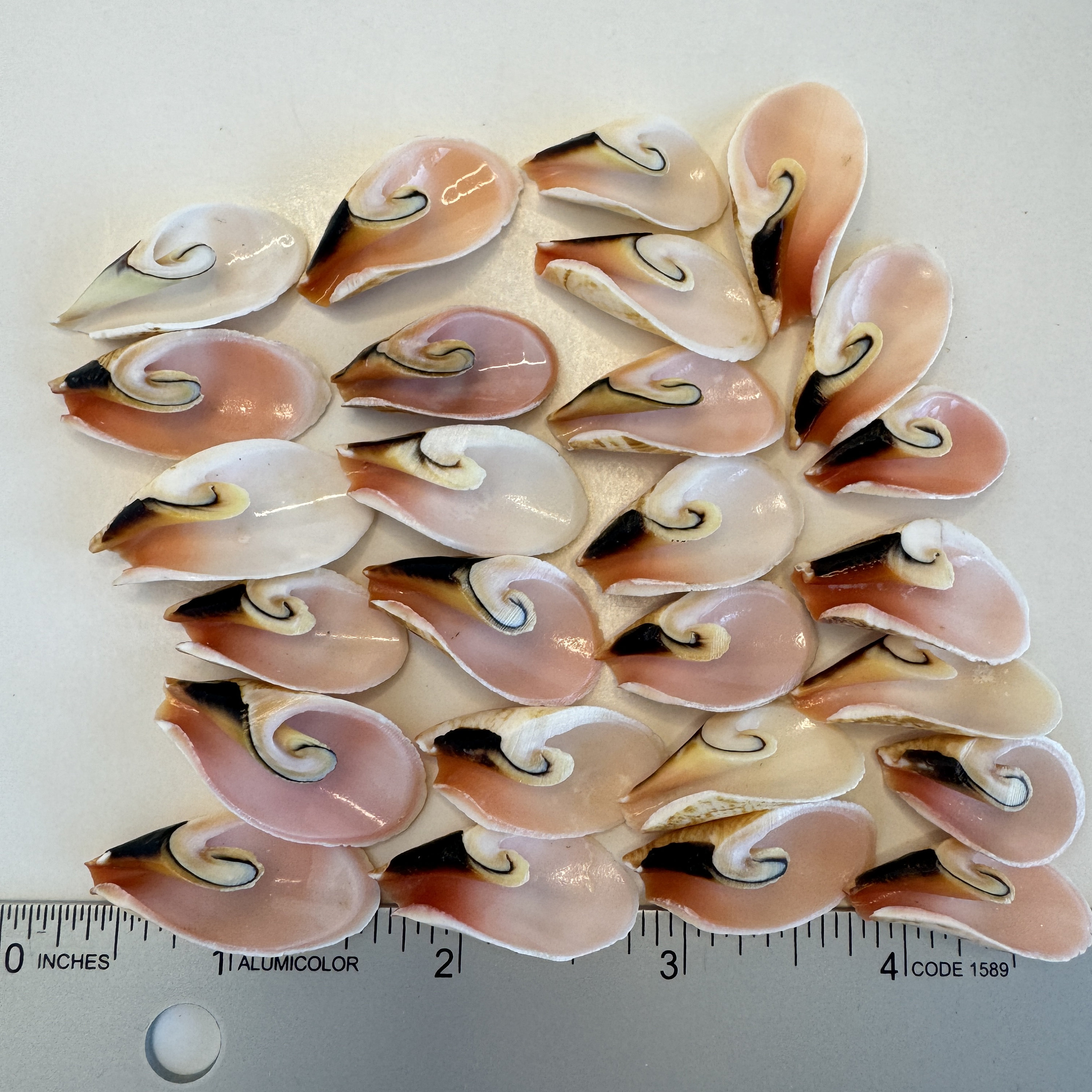 15 Lily Cut Strombus Luhuanus Shells, Approx. 1 1.5, Beautifully Cut ...