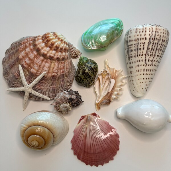 Large Shells - Etsy