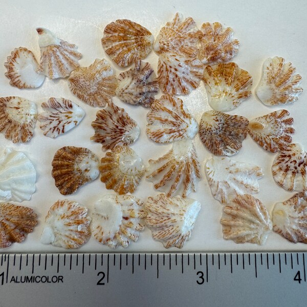 Cats Paw Shell - Etsy