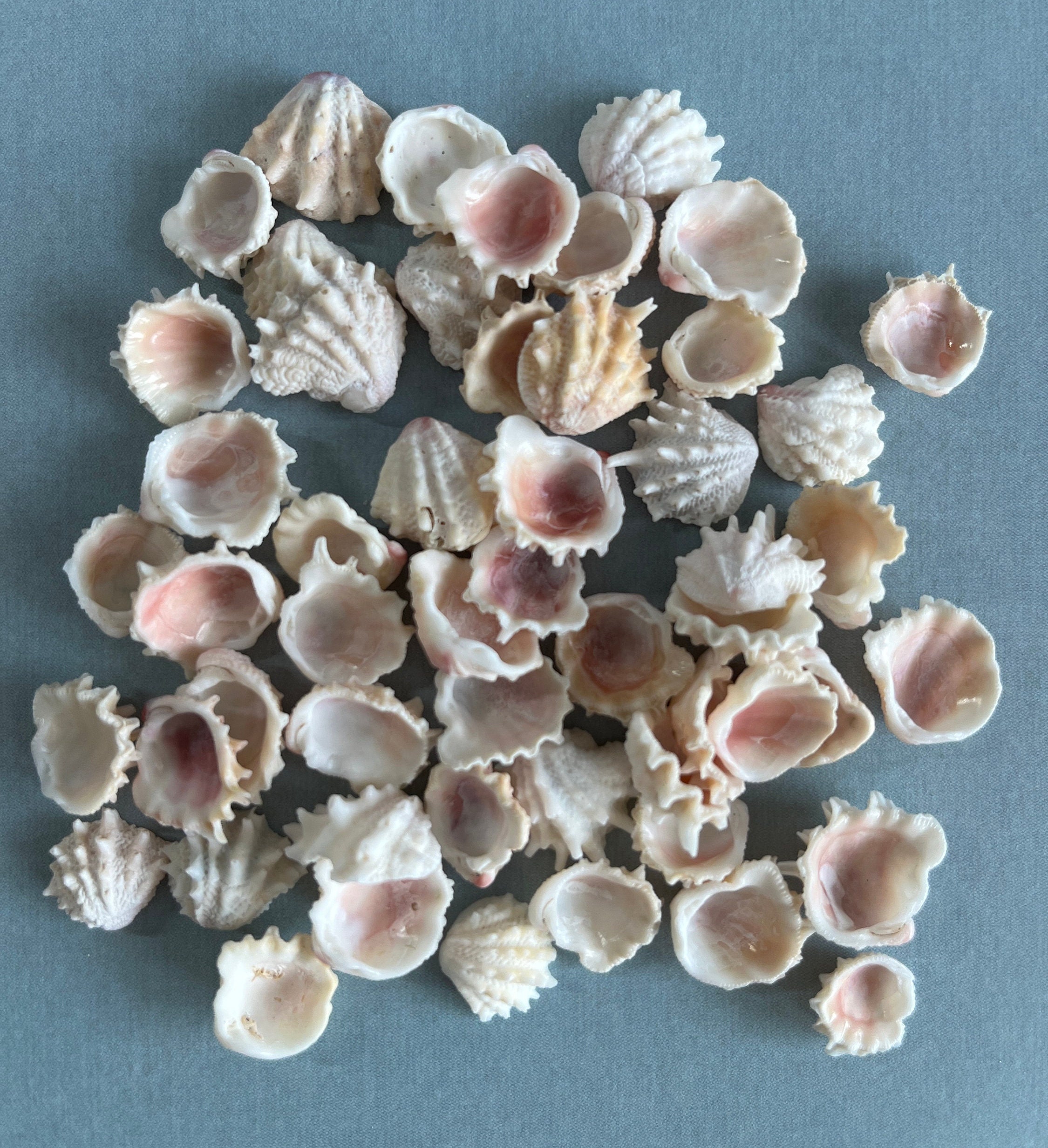 Miniature Florida Spiny Jewelbox Mini Spiny Jewelbox for - Etsy