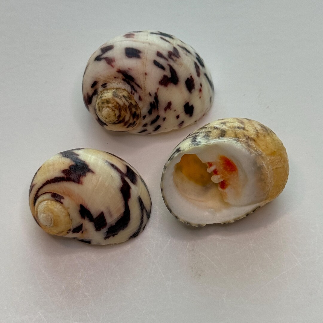 Bleeding Teeth Nerites, Approx. 1-1.25 Shells, Crafting Shells, Zig Zag ...