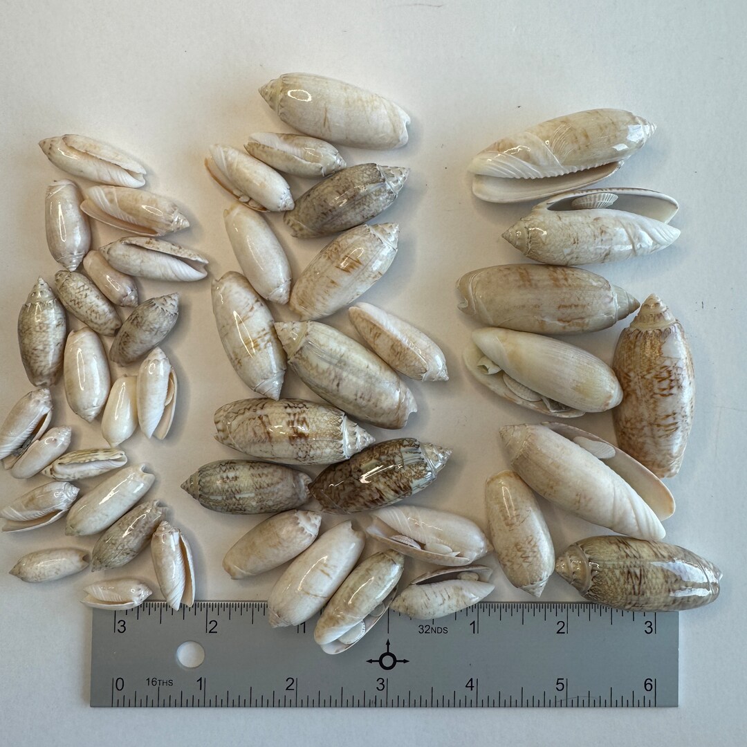 Lettered Olive Shells, 3 Sizes of Olive Shells, Florida Olives, Lightly ...