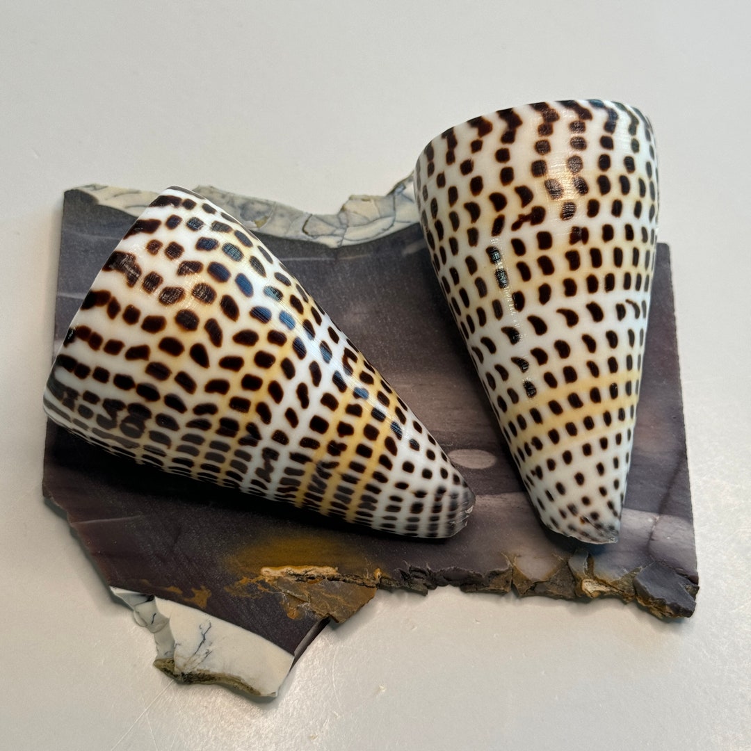 Large Lettered Cone, 3.5-4, a Thick Heavy Cream Colored Shell With ...