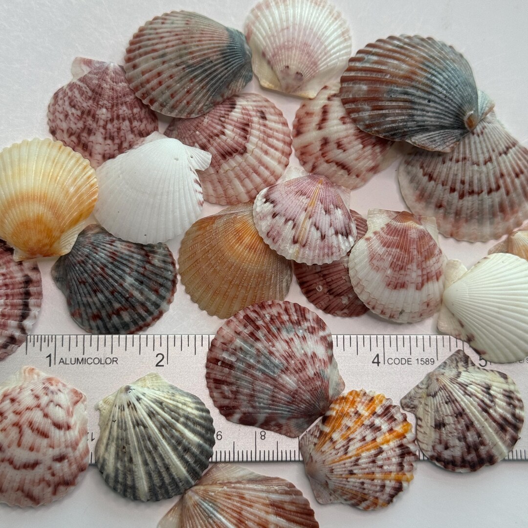 25 1 Calico Scallops Shells, Colors Vary Through Pinks, Grays, Browns ...